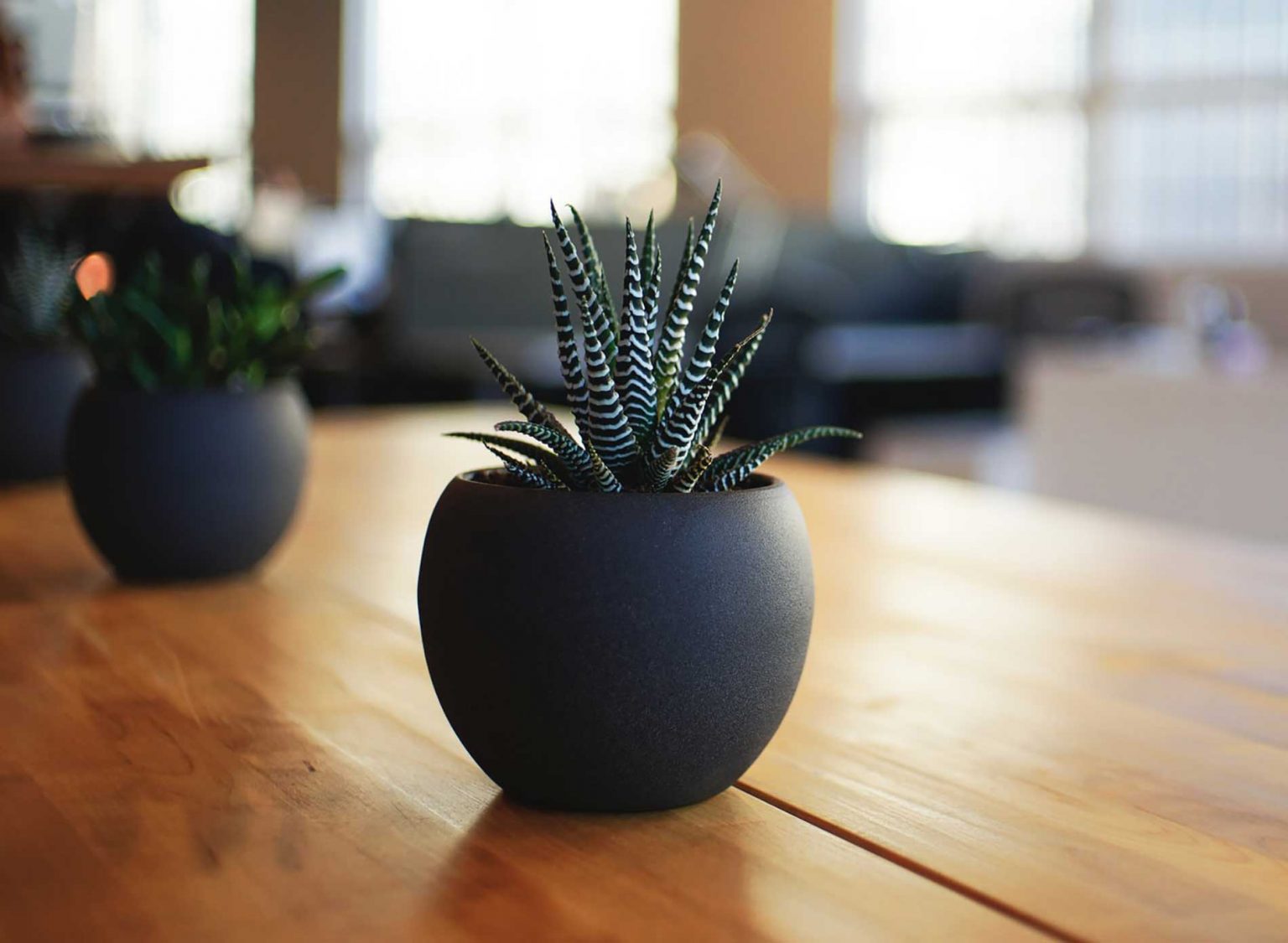 Las mejores plantas para la oficina